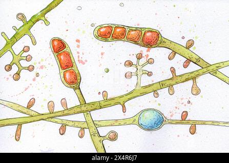 Illustration of Trichophyton tonsurans fungi. This dermatophyte fungus ...