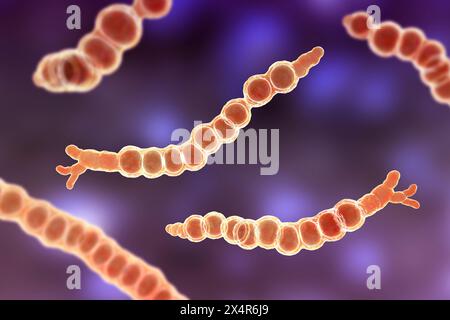 Illustration of the Trichophyton verrucosum (cattle ringworm) fungi ...