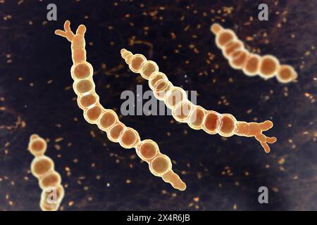 Illustration of the Trichophyton verrucosum (cattle ringworm) fungi ...