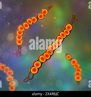 Illustration of the Trichophyton verrucosum (cattle ringworm) fungi ...