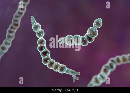Illustration of the Trichophyton verrucosum (cattle ringworm) fungi ...