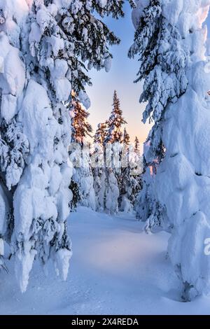 Enchanted ice forest at sunset near Yukon River, Alaska, USA Stock ...