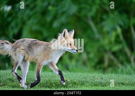 Red Fox Family including cubs playing near Los Legos golf course Stock ...