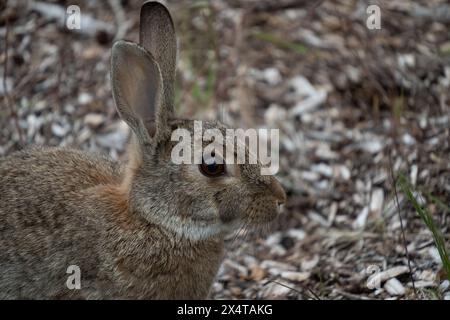 Wild rabbit on woodchip mulch eating grass. Rabbits are an agricultural ...