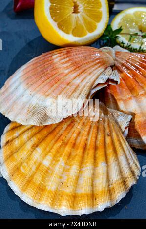 Atlantic bay scallops coquille St. James sea shells, catch of the day ...