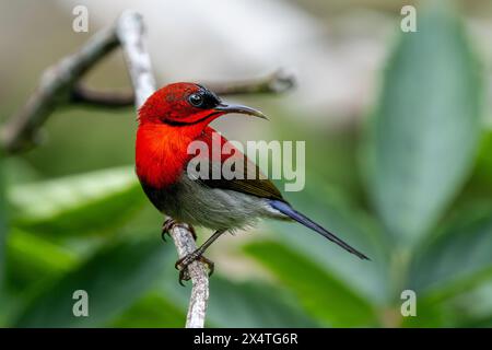 Crimson sunbird (Aethopyga nipalensis) stunning red male bird close up ...