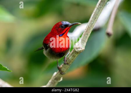 Crimson sunbird (Aethopyga nipalensis) stunning red male bird close up ...
