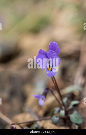 Flowering Violet (Viola heldreichiana) in Turkey Stock Photo - Alamy
