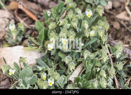 A flowering yellow Violet (Viola kitaibeliana) on Ak Dagi mountain in ...