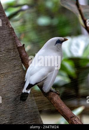 Stunning starling with white plumage & bright blue facial patch. Once ...