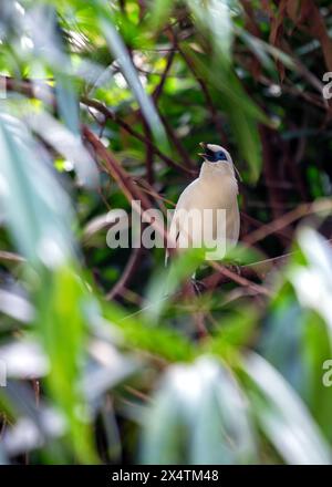 Stunning starling with white plumage & bright blue facial patch. Once ...