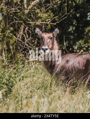 Waterbuck in dense Masai Mara foliage Stock Photo - Alamy
