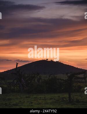 pink african sunset over acacia tree, nature wilderness scene, Africa ...