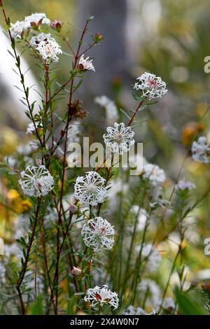 White flowers of Australian native Slender Rice Flower, Pimelea ...