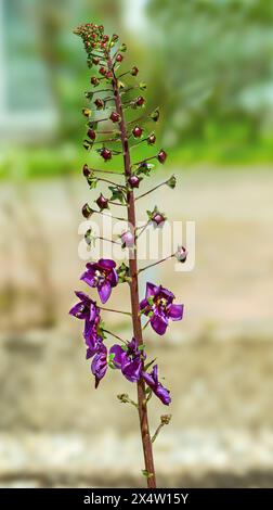 purple mullein, ornamental mullein (Verbascum phoeniceum ...