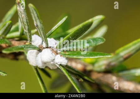 Hemlock Woolly Adelgid (Adelges tsugae), Insecta, Worcester ...