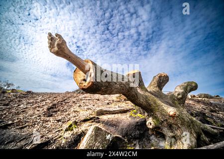 Wood art made of fallen trees on the Danish National monument ...