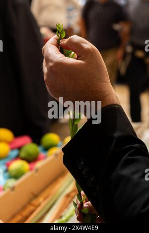 Closeup of a man's hand holding a sprig of myrtle leaves, one of the ...