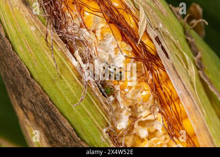 Northern Corn Rootworm beetle eating kernels on ear of corn ...