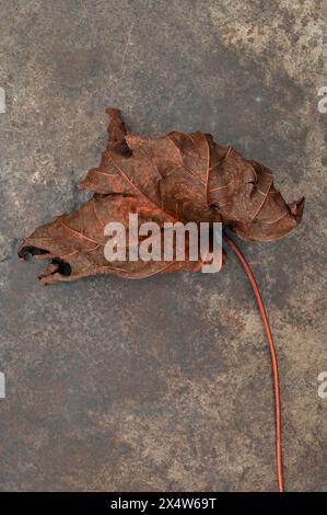Dried rich brown curled autumn leaf and long stem of Norway maple tree ...
