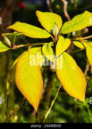 Red edged downy golden foliage of the hardy deciduous shrub, Hydrangea ...