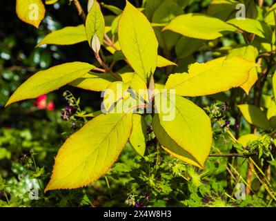 Red edged downy golden foliage of the hardy deciduous shrub, Hydrangea ...