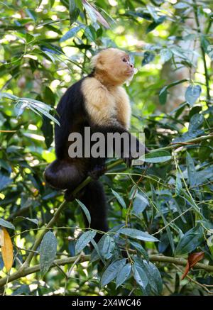 Central American White-faced Capuchin (Cebus imitator) Mammalia Stock ...