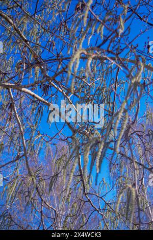 Aspen earrings (Populus tremula, Populus pseudotremula) bloom in nature ...
