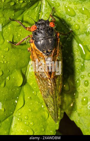 Rain-spotted Cicadas, North Carolina USA Stock Photo - Alamy
