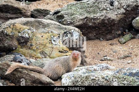 Grey mongooses (Urva edwardsii) in Hormuz Island, Erosed volcanic rock ...