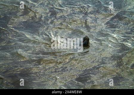 Insular seal (Phoca vitulina kurilensis) rare subspecies in the Sea of ...