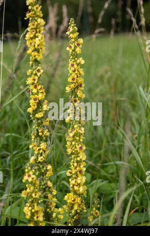 Verbascum vulgare, commonly known as common mullein, is a species of ...