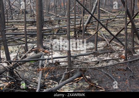 Burned and fallen trees from wildfires, Northwest Territories, Canada. Over 4 million hectares ...