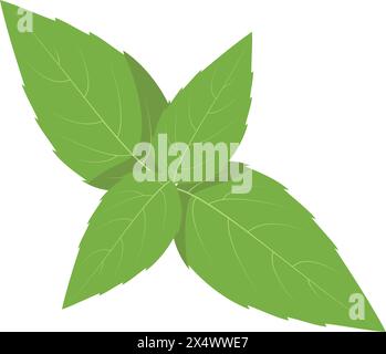 Vector peppermint illustration isolated in cartoon style. Spanish name ...