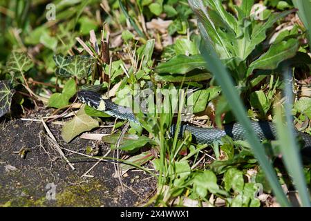 Grass snake (Natrix natrix), University of Copenhagen Botanical Garden ...
