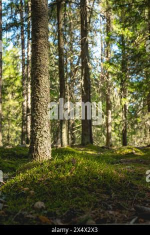Beautiful mossy forest with rays of sunlight Stock Photo - Alamy
