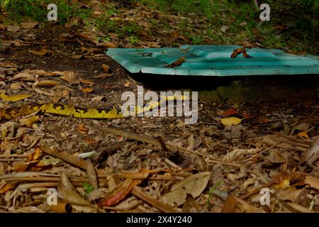 Snake Spilotes Pullatus, serpent from the Colubridae family, known as ...