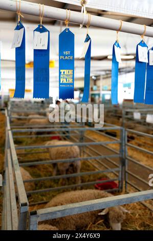 State fair competition award ribbons Stock Photo - Alamy
