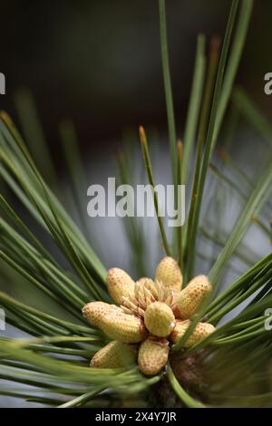 Ponderosa Pine Pollen Cones Budding Stock Photo - Alamy
