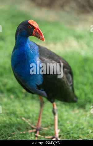 Portrait of a Pukeko in the Park Stock Photo - Alamy