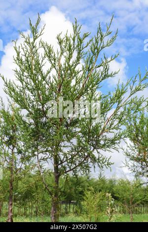 Indigenous trees. Young indigenous trees forest near the mountain Stock ...