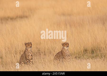 Cheetah, Acinonyx jubatus, Felidae, Buffalo Spring Reserve, Samburu ...