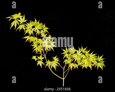 The five pointed green leaves of a japanese palmatum maple tree Stock ...