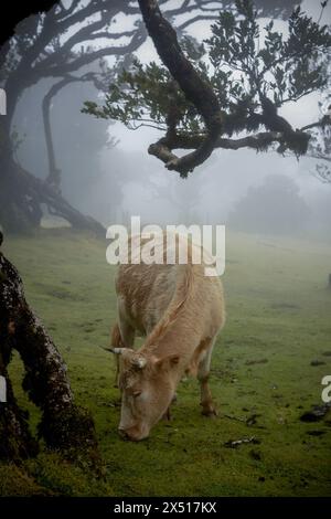 Cow pasture in foggy mistical Fanal Forest in Madeira Island, Portugal ...