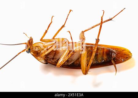 a poisoned and dying cockroach on white background Stock Photo - Alamy