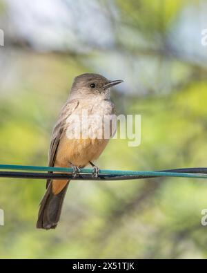 Say-phoebe, Says Phoebe Stock Photo - Alamy