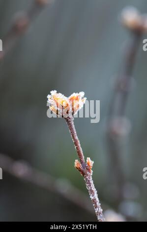 Lilac bush in the garden. Spring floral background Stock Photo - Alamy