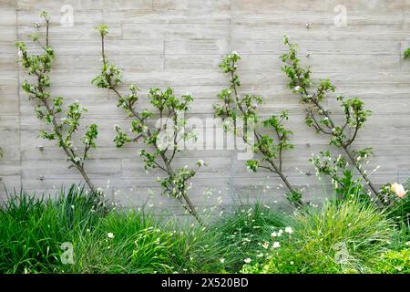 Apple tree cordons growing against a wall with ornamental grasses in a ...