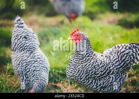 Dwarf Amrock hen (Amrock Bantam hen Stock Photo - Alamy