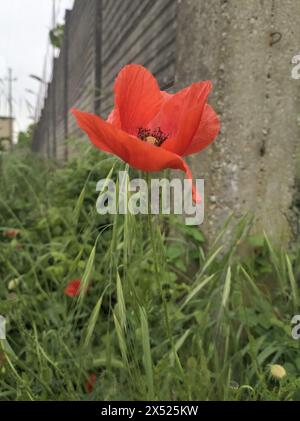 Poppy in the grass next to a concrete wall seen up close Stock Photo ...